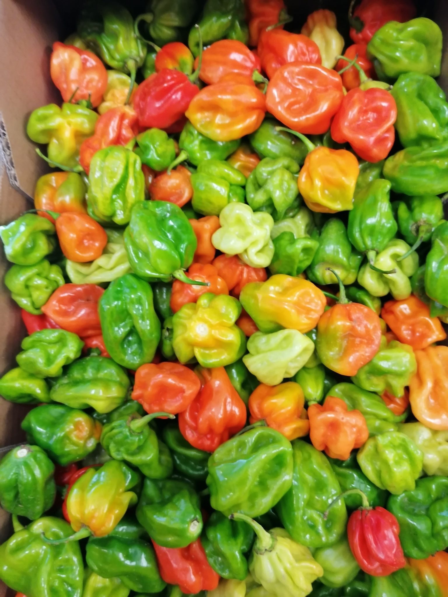 PIMENT ANTILLAIS - Afro-Exotique